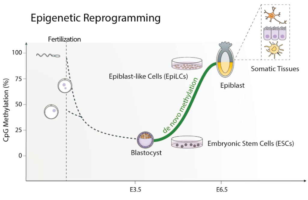 Greenberg Lab - Institut Jacques Monod