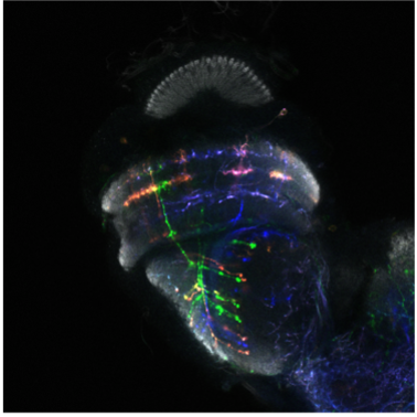 Konstantinides Lab - Institut Jacques Monod