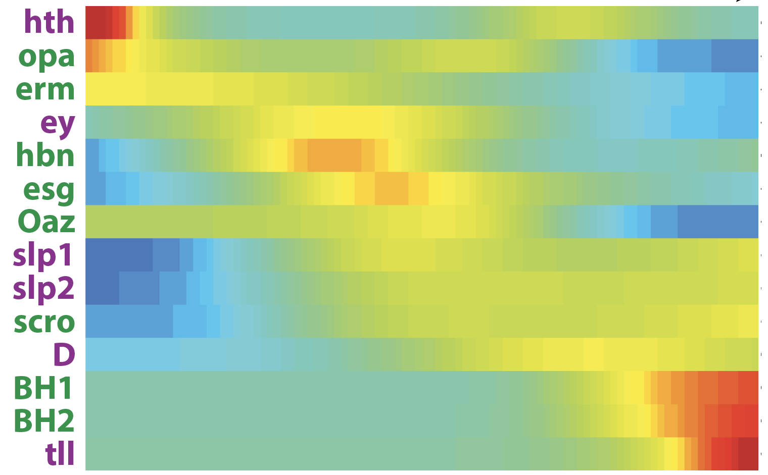 Konstantinides Lab - Institut Jacques Monod