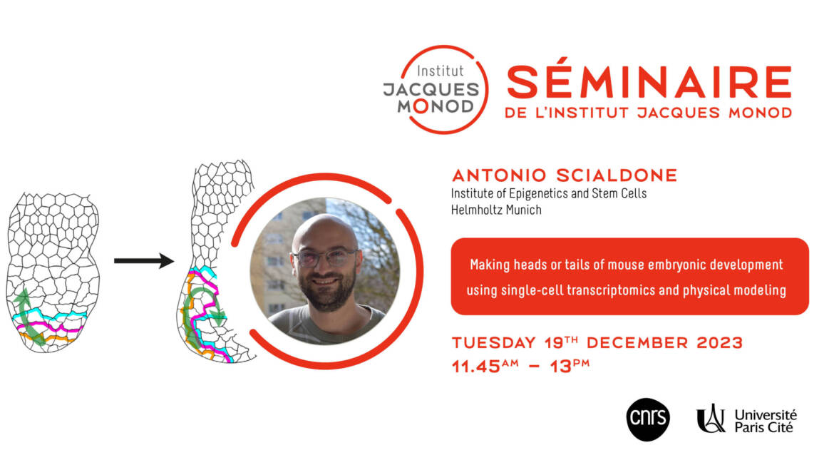 Séminaire IJM - Antonio Scialdone - 19/12/2023 - Institut Jacques Monod