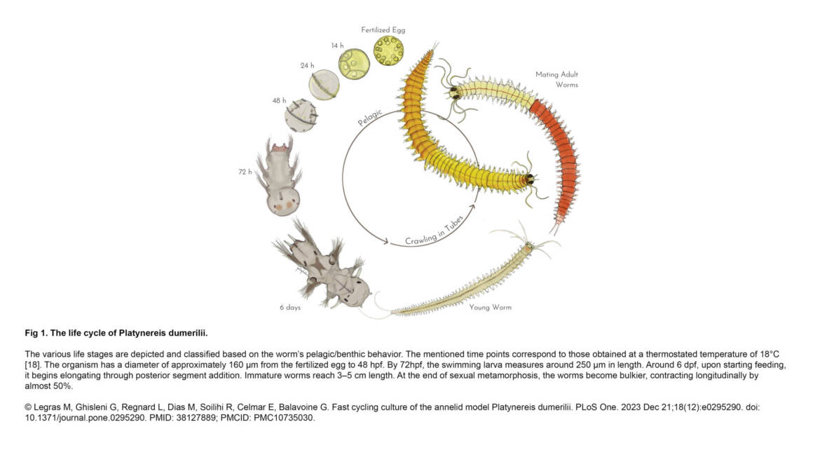 Balavoine Lab - Fast cycling culture of the annelid model Platynereis dumerilii - Institut ...
