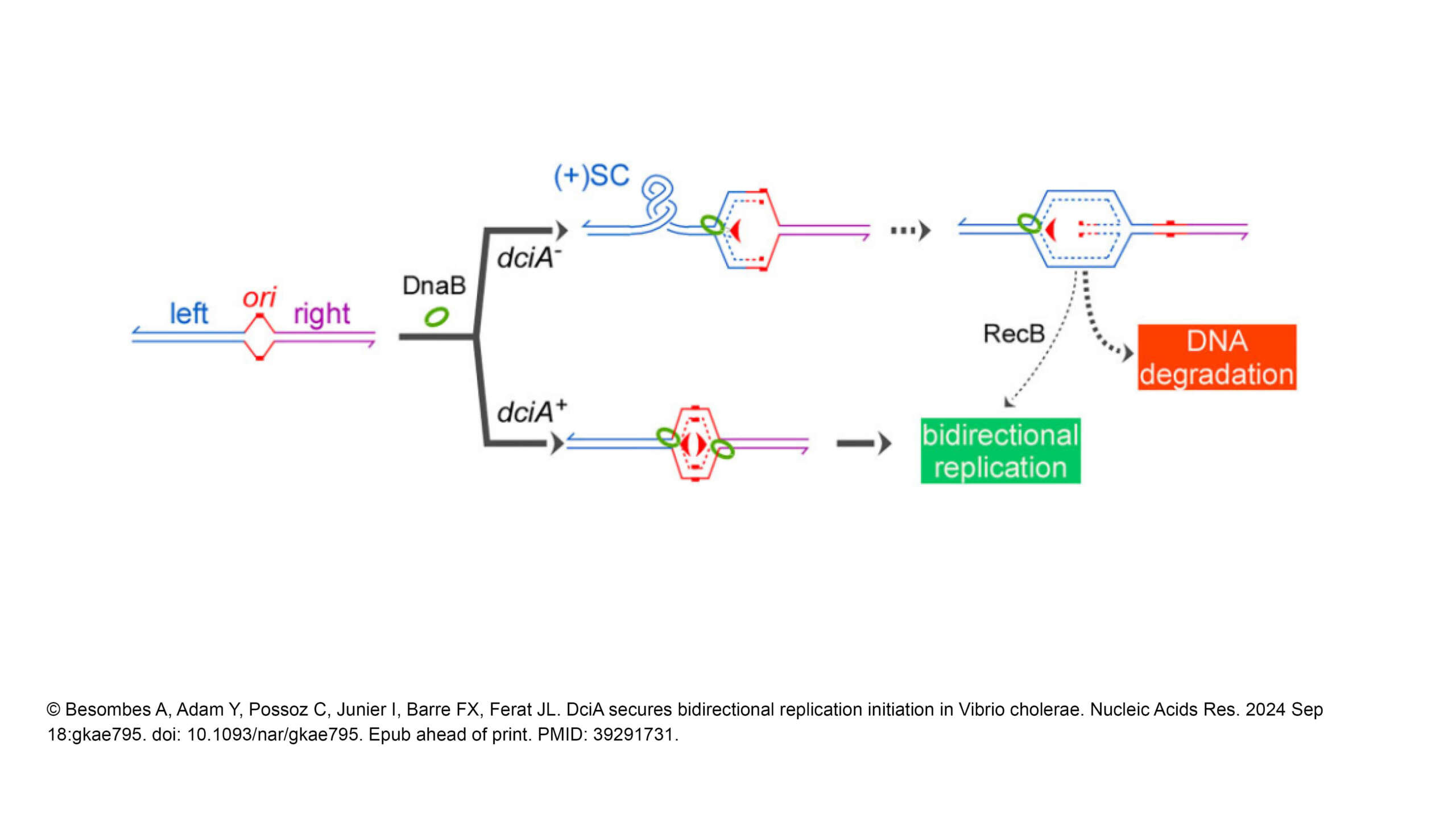 Prioleau Lab - DciA secures bidirectional replication initiation in ...