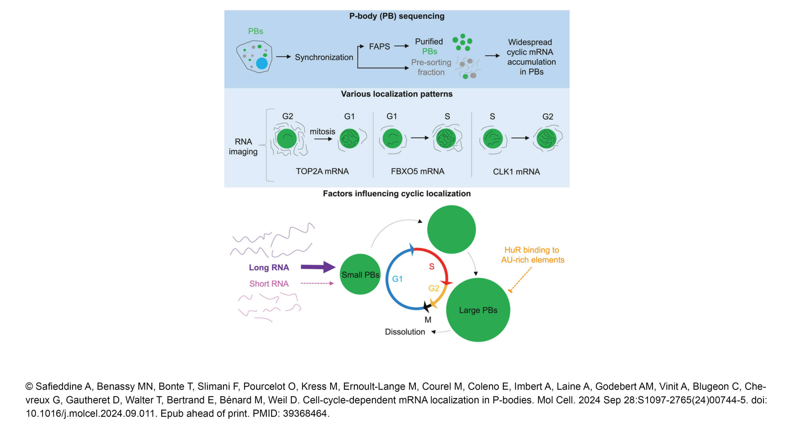 ProtéoSeine - Cell-cycle-dependent mRNA localization in P-bodies - Institut Jacques Monod