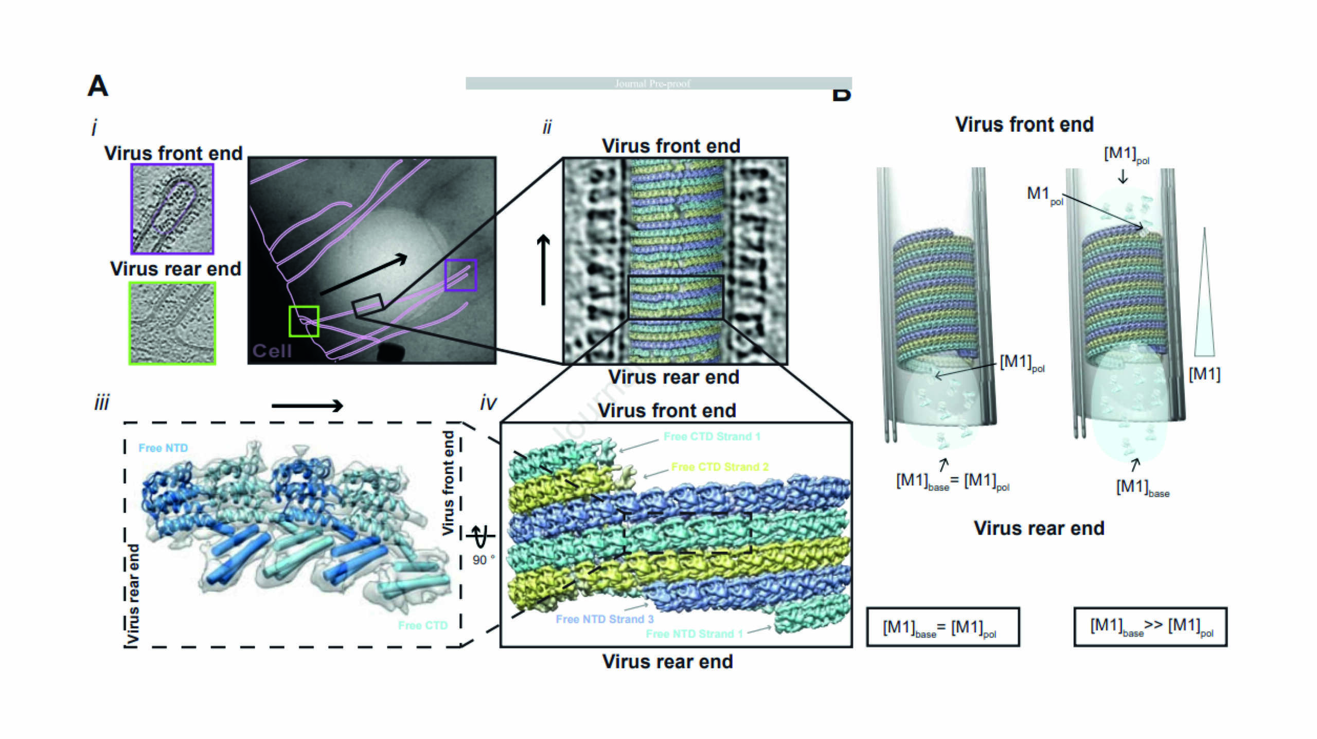 Minc Lab - A physical model for M1-mediated influenza A virus assembly ...