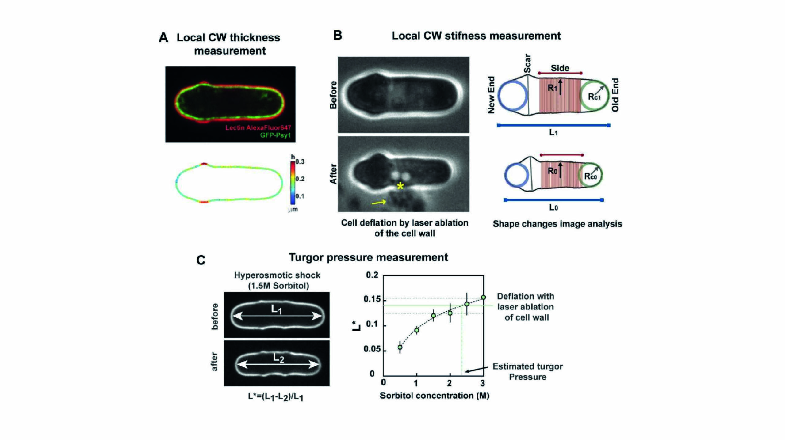 Minc Lab - Analysis of Cell Wall Mechanics in Fission Yeast - Institut ...