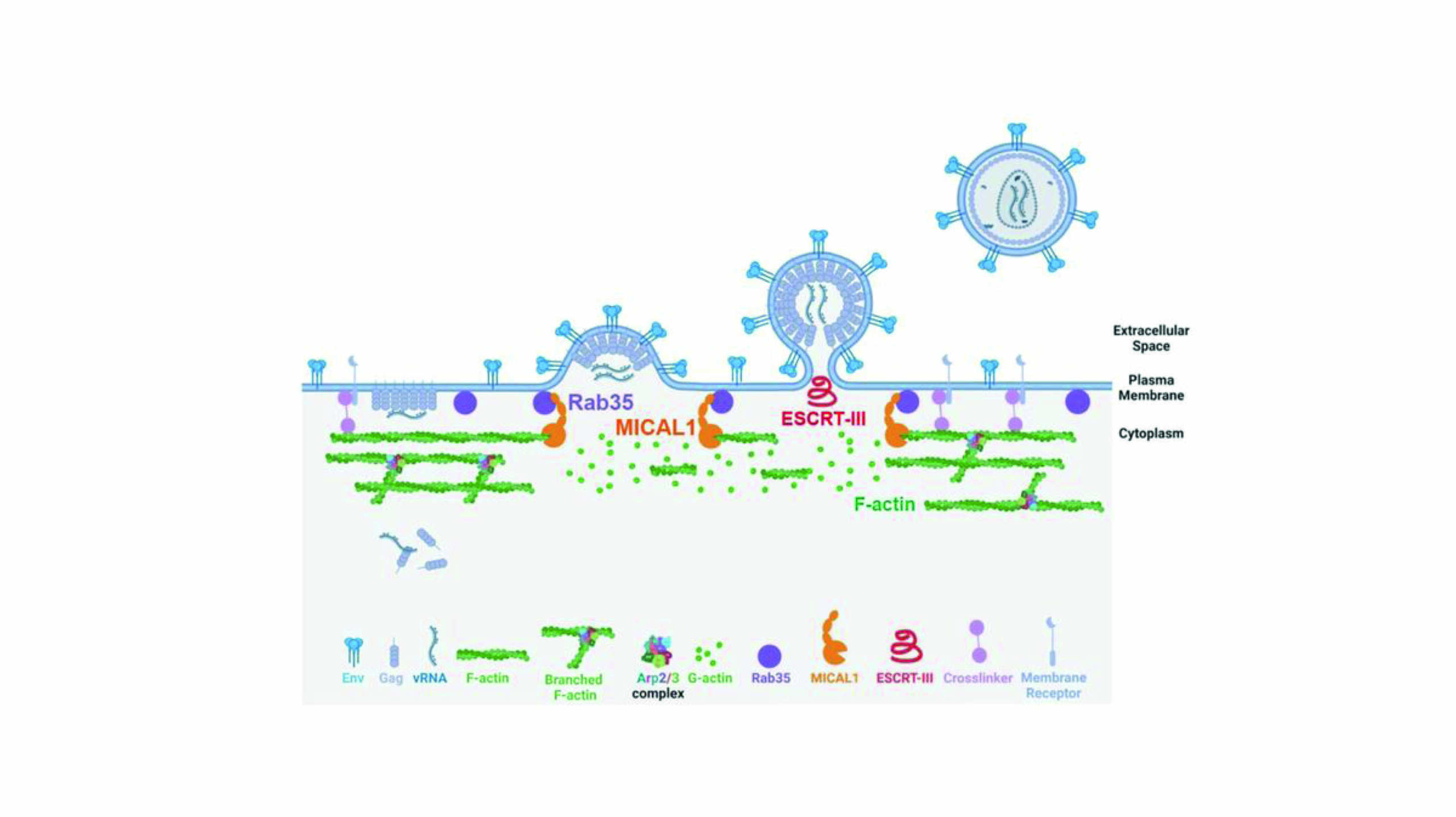 Romet-Lemonne / Jegou Lab - HIV-1 budding requires cortical actin ...