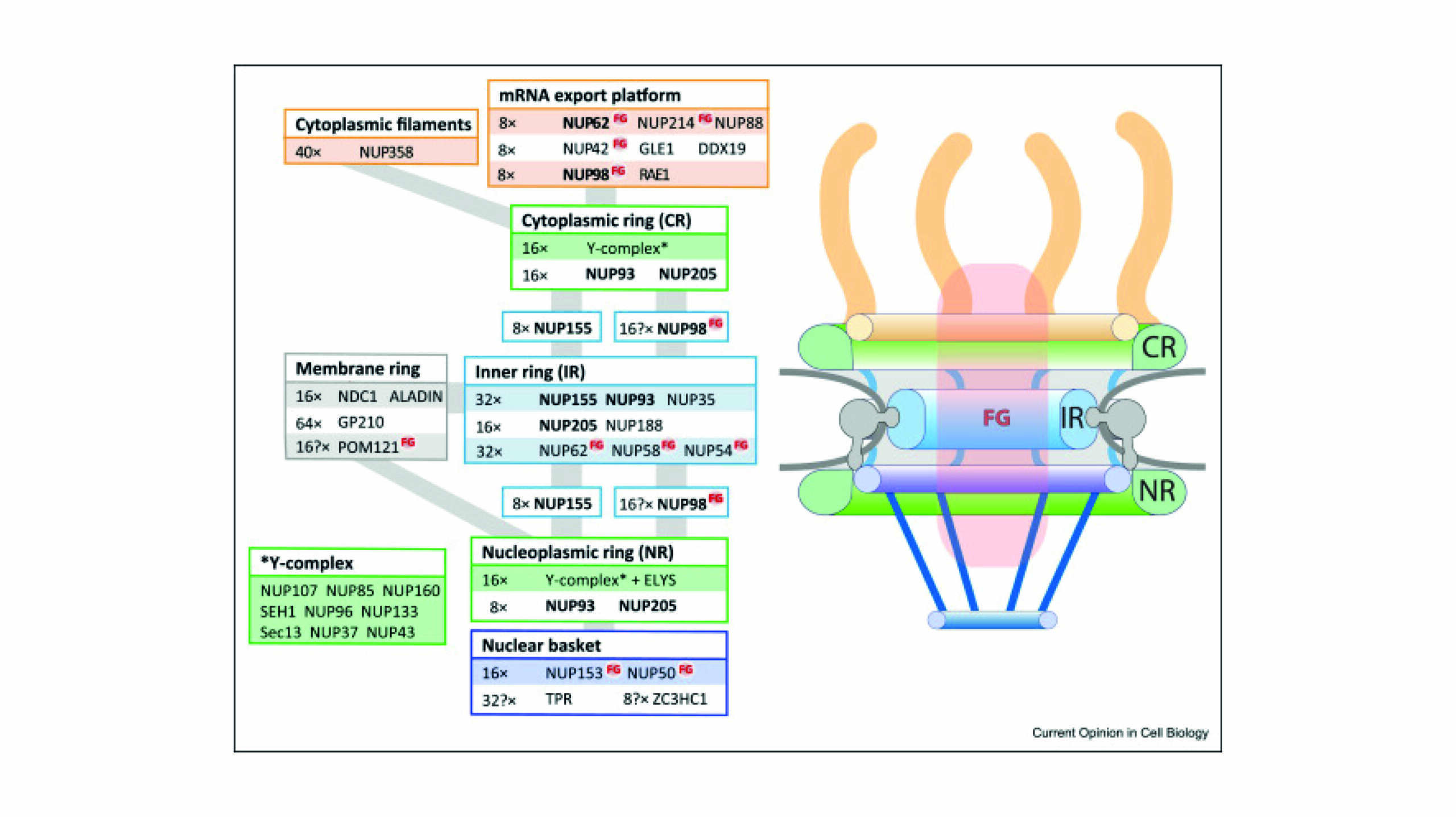 Doye Lab - Opening the gate: Complexity and modularity of the nuclear ...