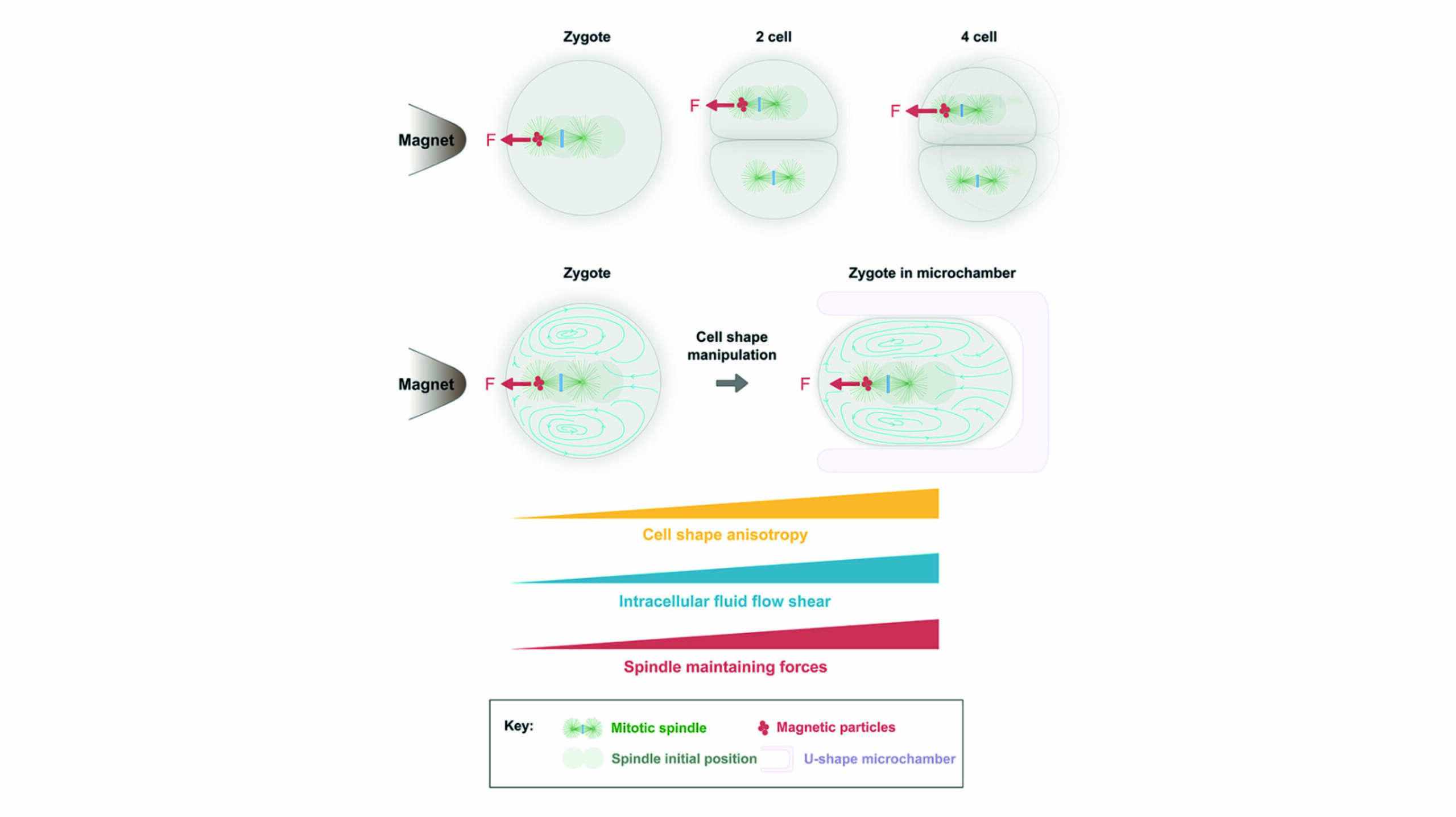 Minc Lab & Dumont Lab - Cell shape modulates mitotic spindle ...