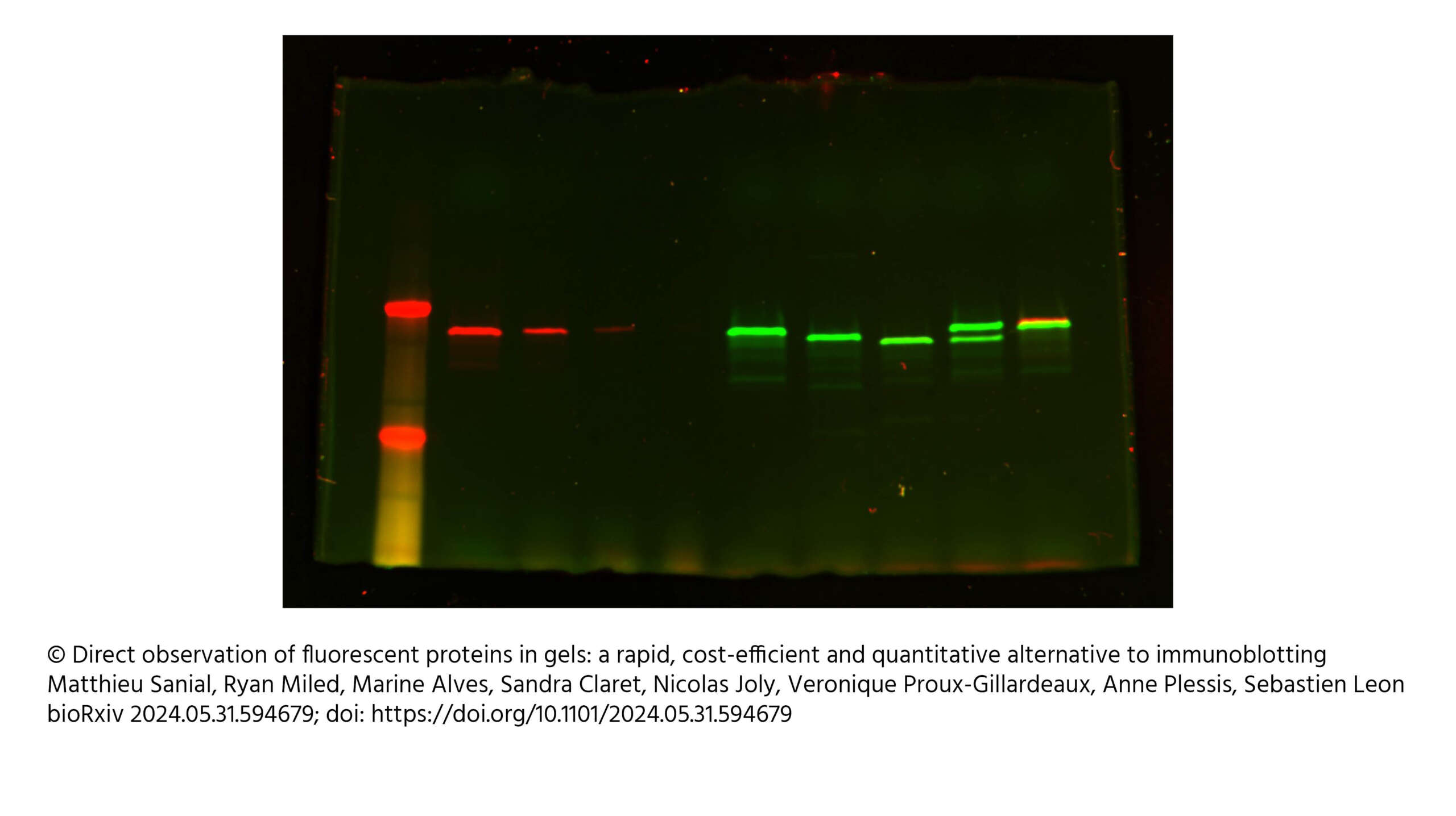 Léon Lab - Direct observation of fluorescent proteins in gels: A rapid ...