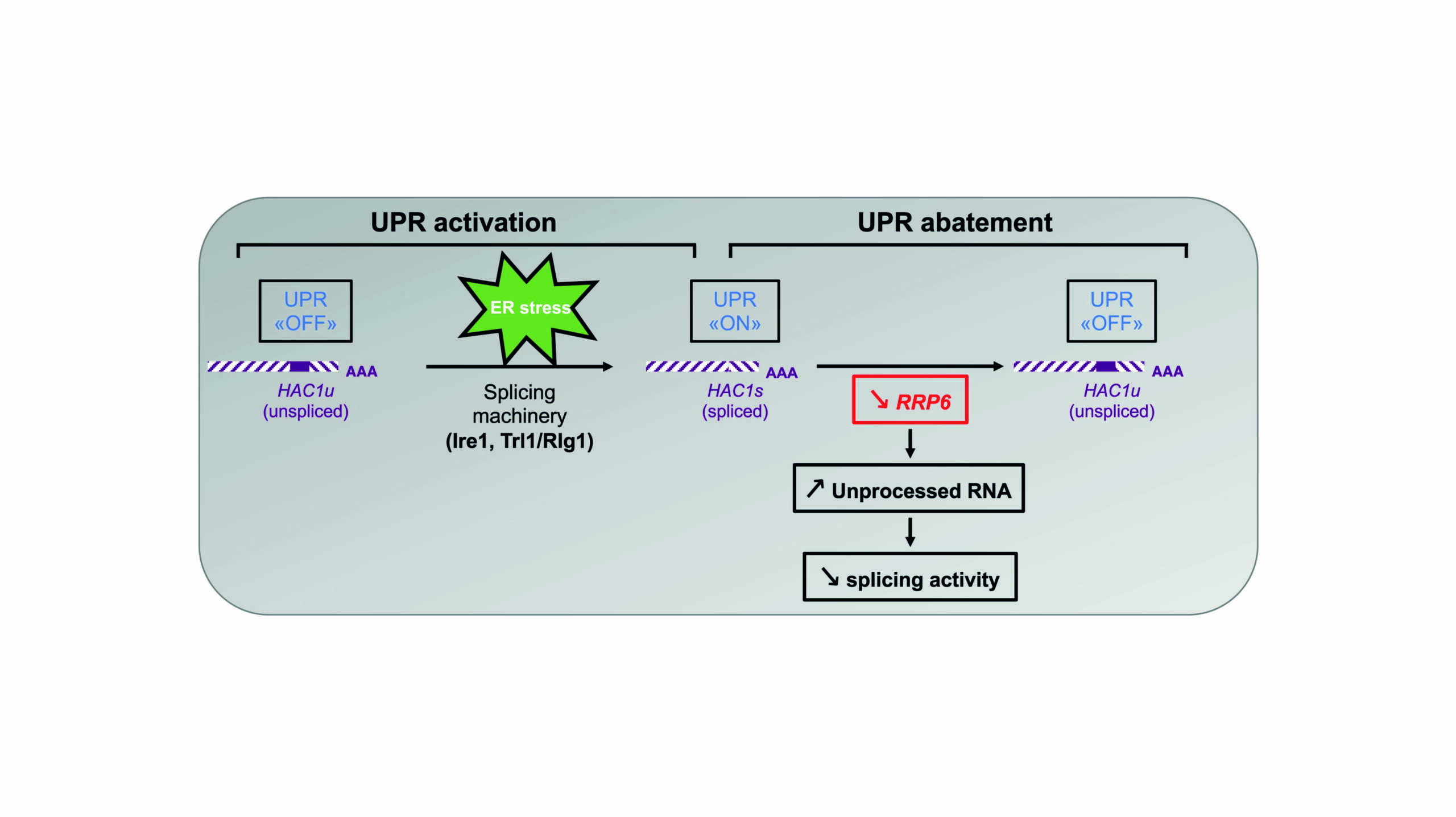 Palancade Lab - RNA exosome-driven RNA processing instructs the ...