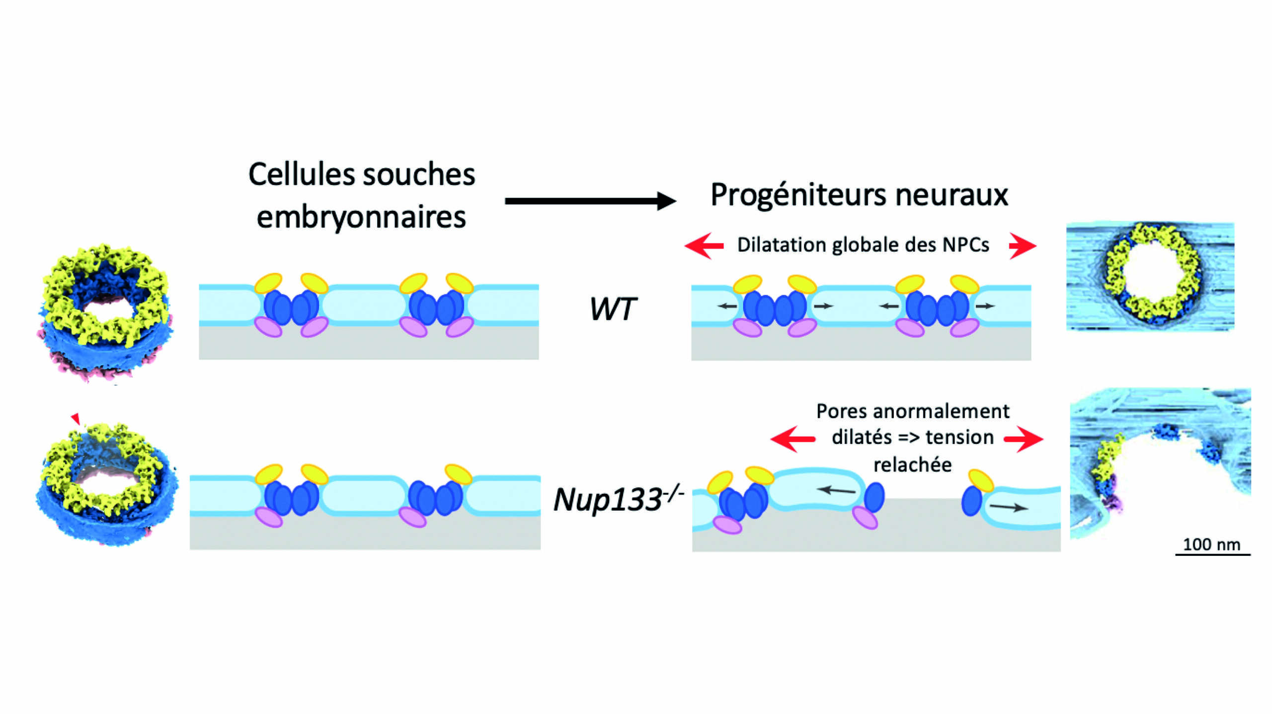 Doye Lab - Nuclear pores safeguard the integrity of the nuclear ...