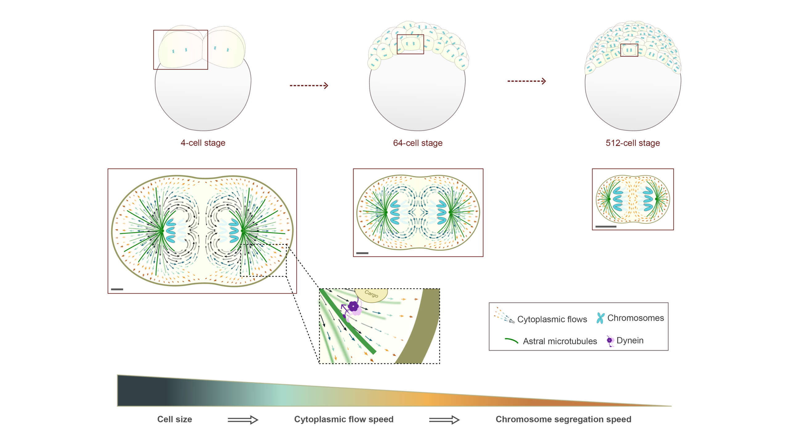 Minc Lab - Cell division: Size-scaling cytoplasmic flows transport ...