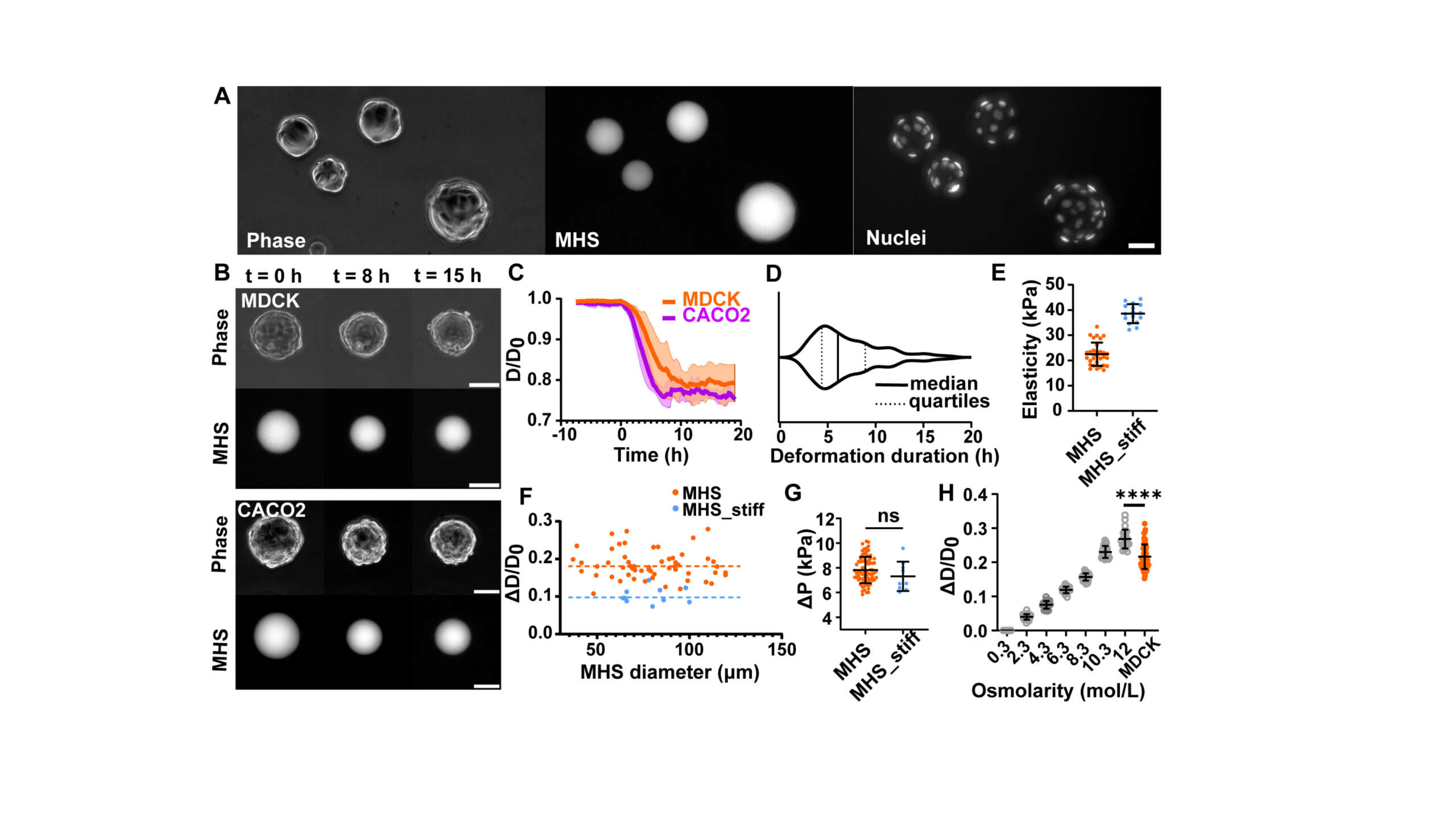Ladoux/Mège Lab - Regulation of epithelial tissue homeostasis by active ...
