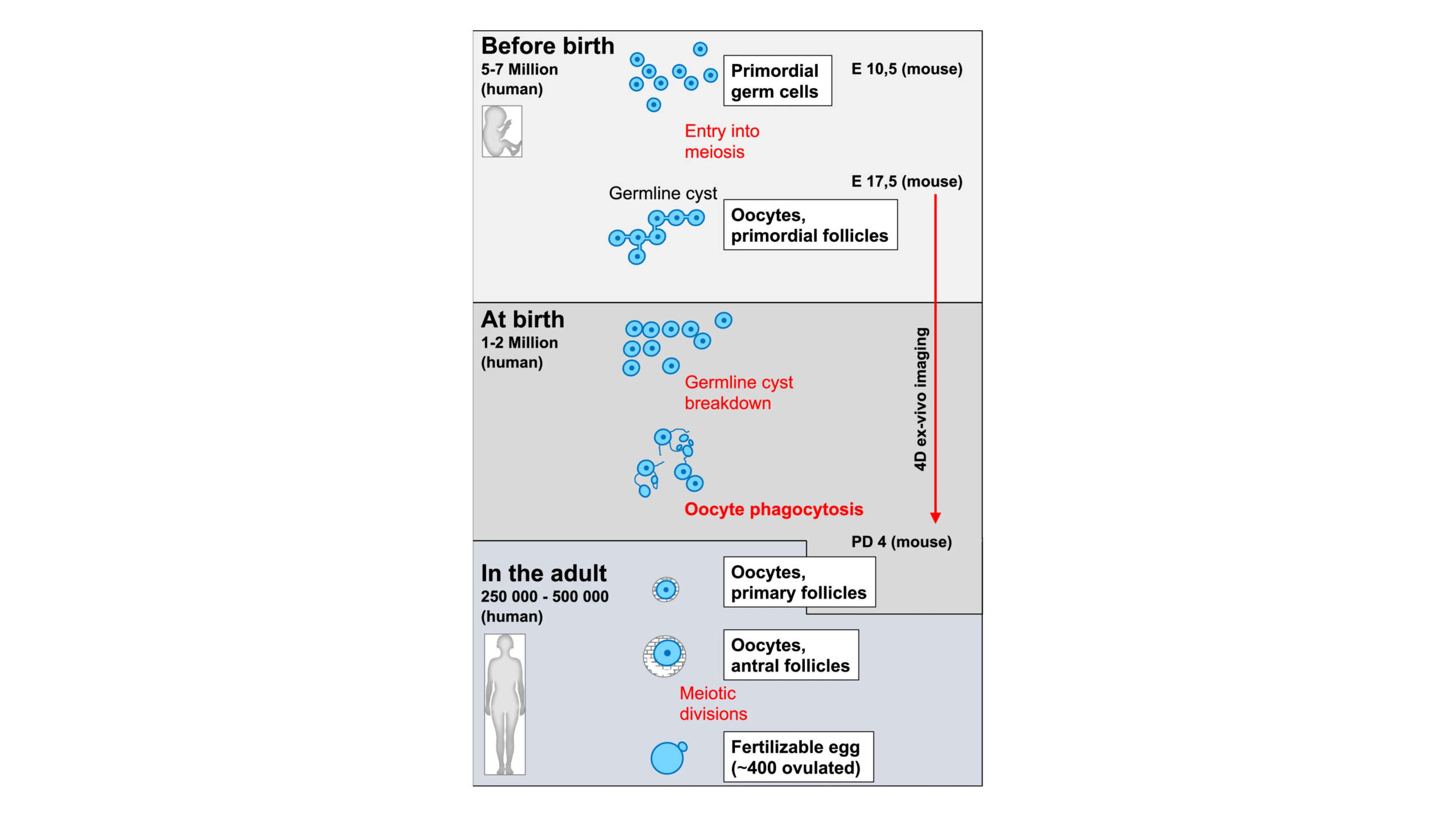 Wassmann Lab - Oocyte selection: a tale of individualism, dominance and ...