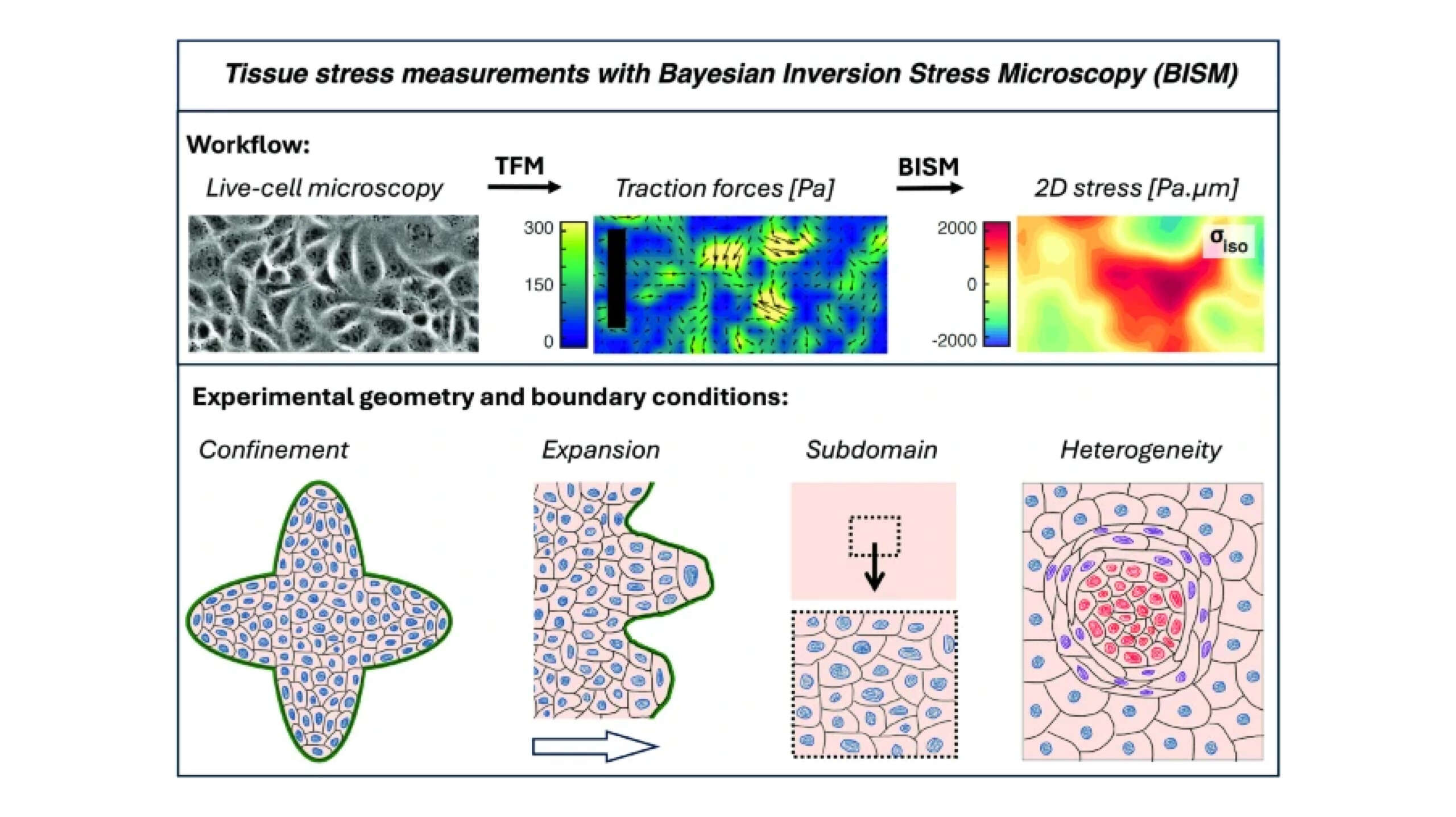 Ladoux/Mege Lab - Tissue stress measurements with Bayesian inversion ...